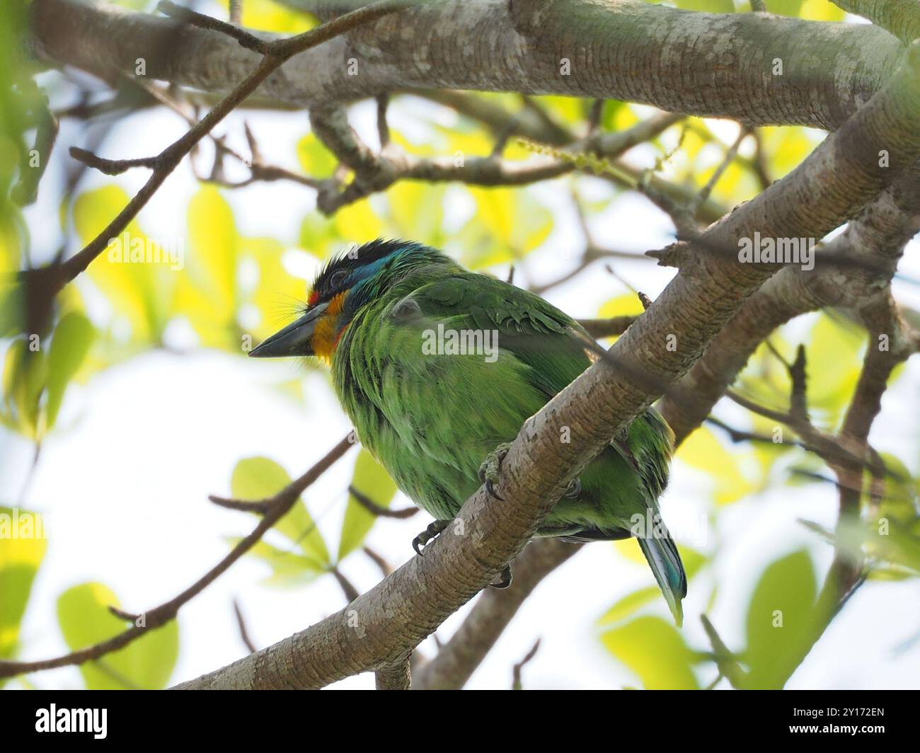 Taiwan Barbet (Psilopogon nuchalis) Aves Stock Photo - Alamy