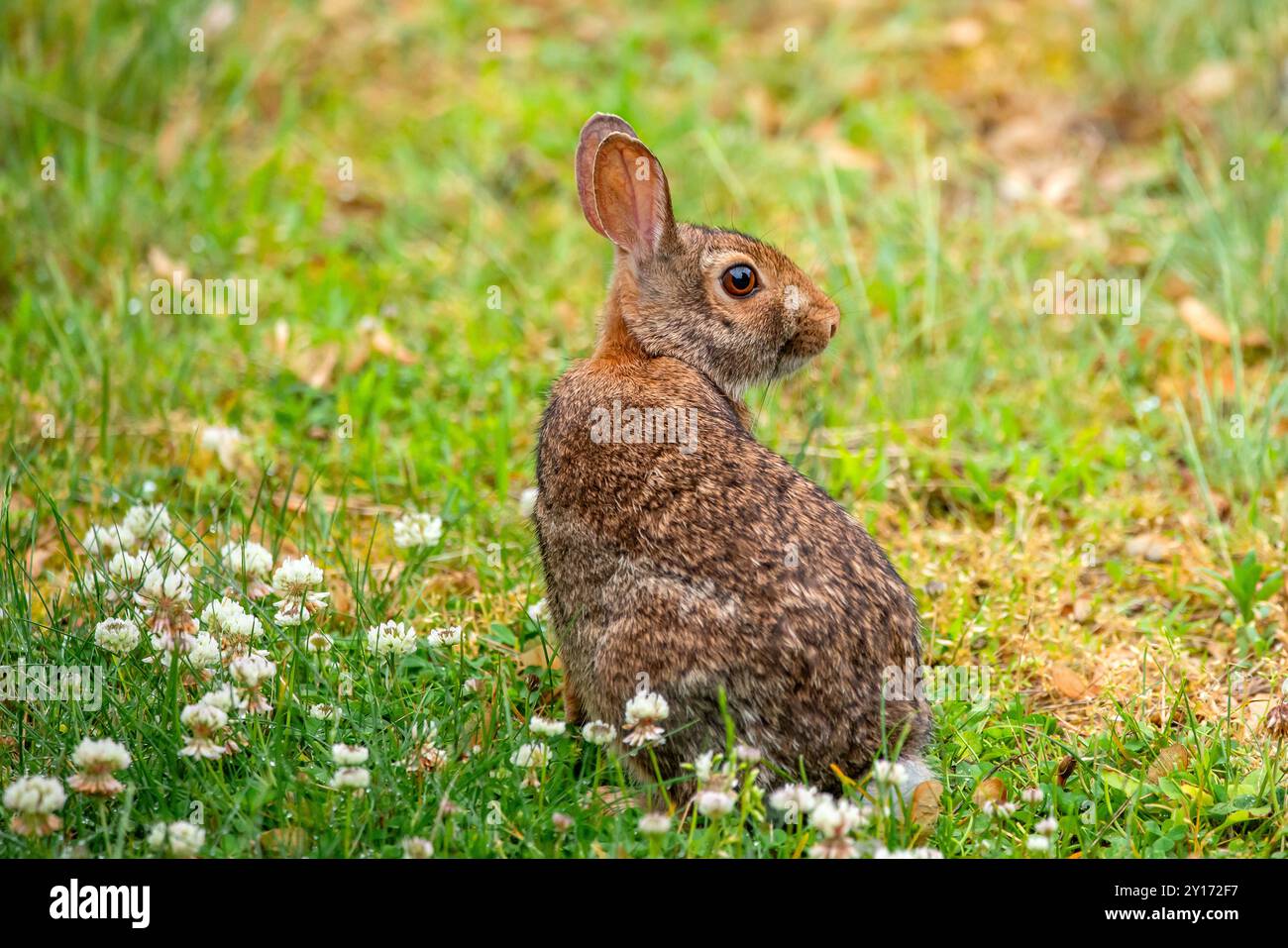 Cute wild rabbit sitting hi-res stock photography and images - Alamy