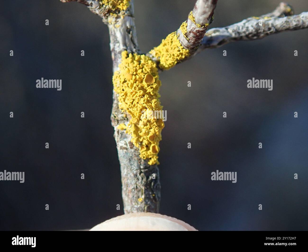 Pin-cushion Sunburst Lichen (Polycauliona polycarpa) Fungi Stock Photo ...