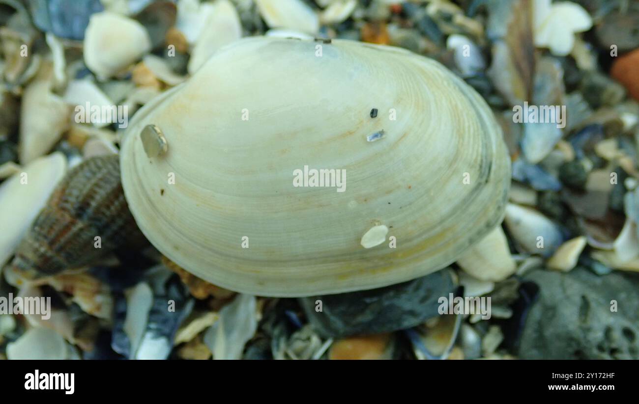 Pullet Carpet Shell (Venerupis corrugata) Mollusca Stock Photo - Alamy