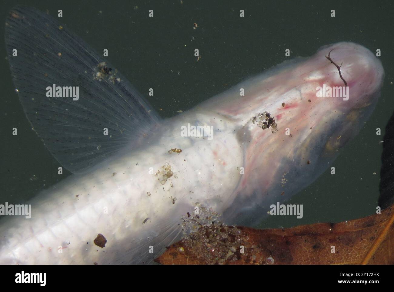 American Gizzard Shad (Dorosoma cepedianum) Actinopterygii Stock Photo ...