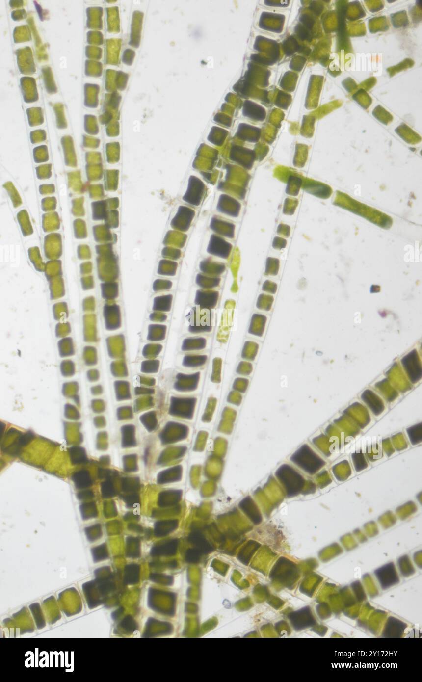 (Urospora wormskioldii) Plantae Stock Photo - Alamy