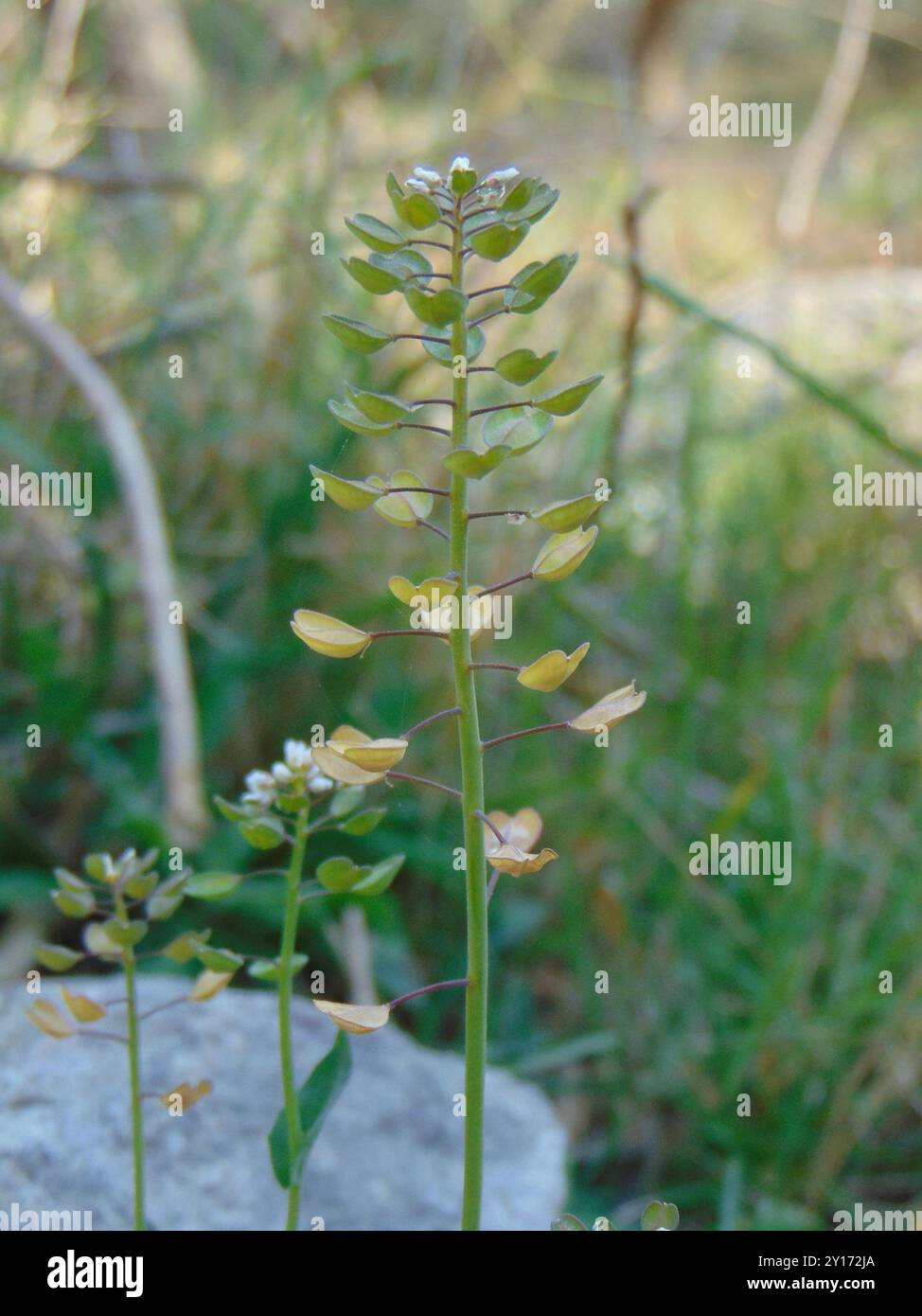 Perfoliate Penny-cress (Noccaea perfoliata) Plantae Stock Photo - Alamy