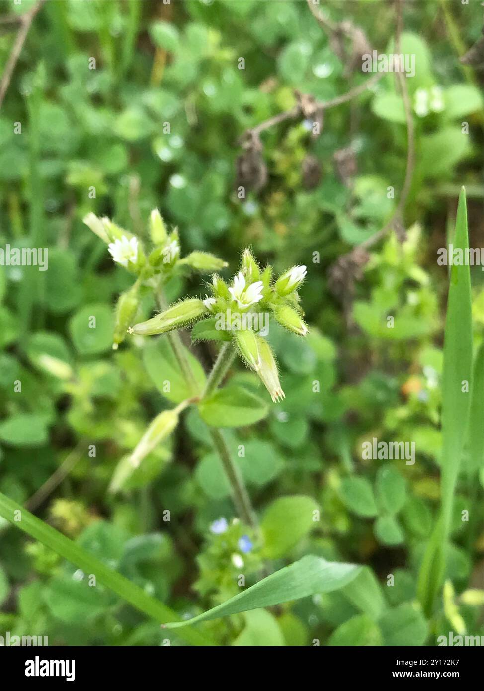 Sticky mouse-ear chickweed (Cerastium glomeratum) Plantae Stock Photo ...