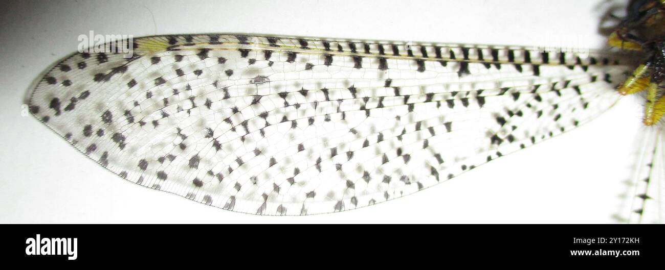 Dotted Veld Antlion (Palpares sobrinus) Insecta Stock Photo - Alamy