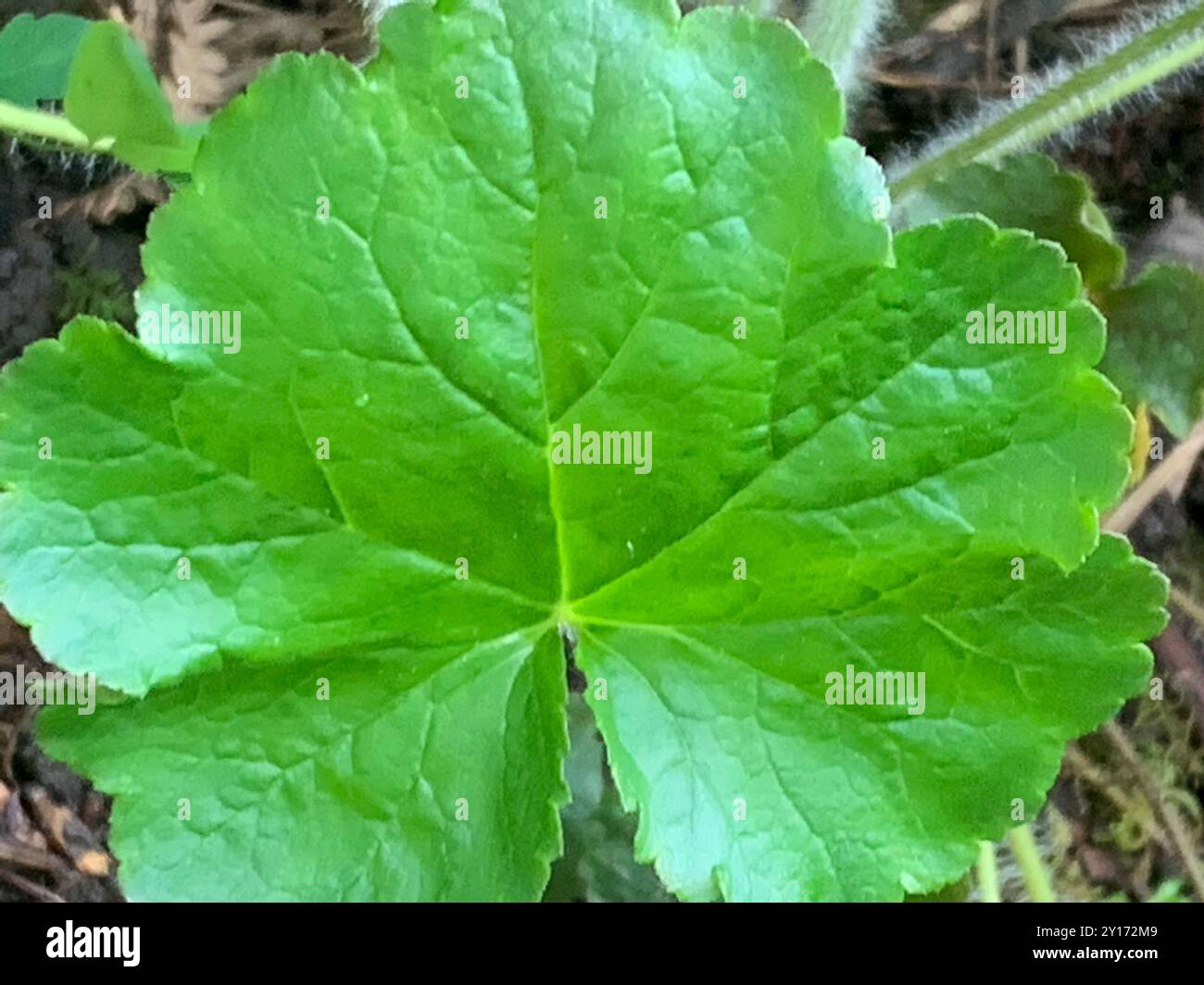 Green-flower Alumroot (Heuchera chlorantha) Plantae Stock Photo - Alamy