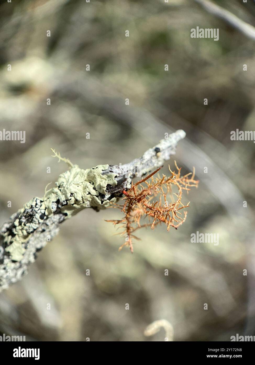 Red Beard Lichen (Usnea rubicunda) Fungi Stock Photo - Alamy