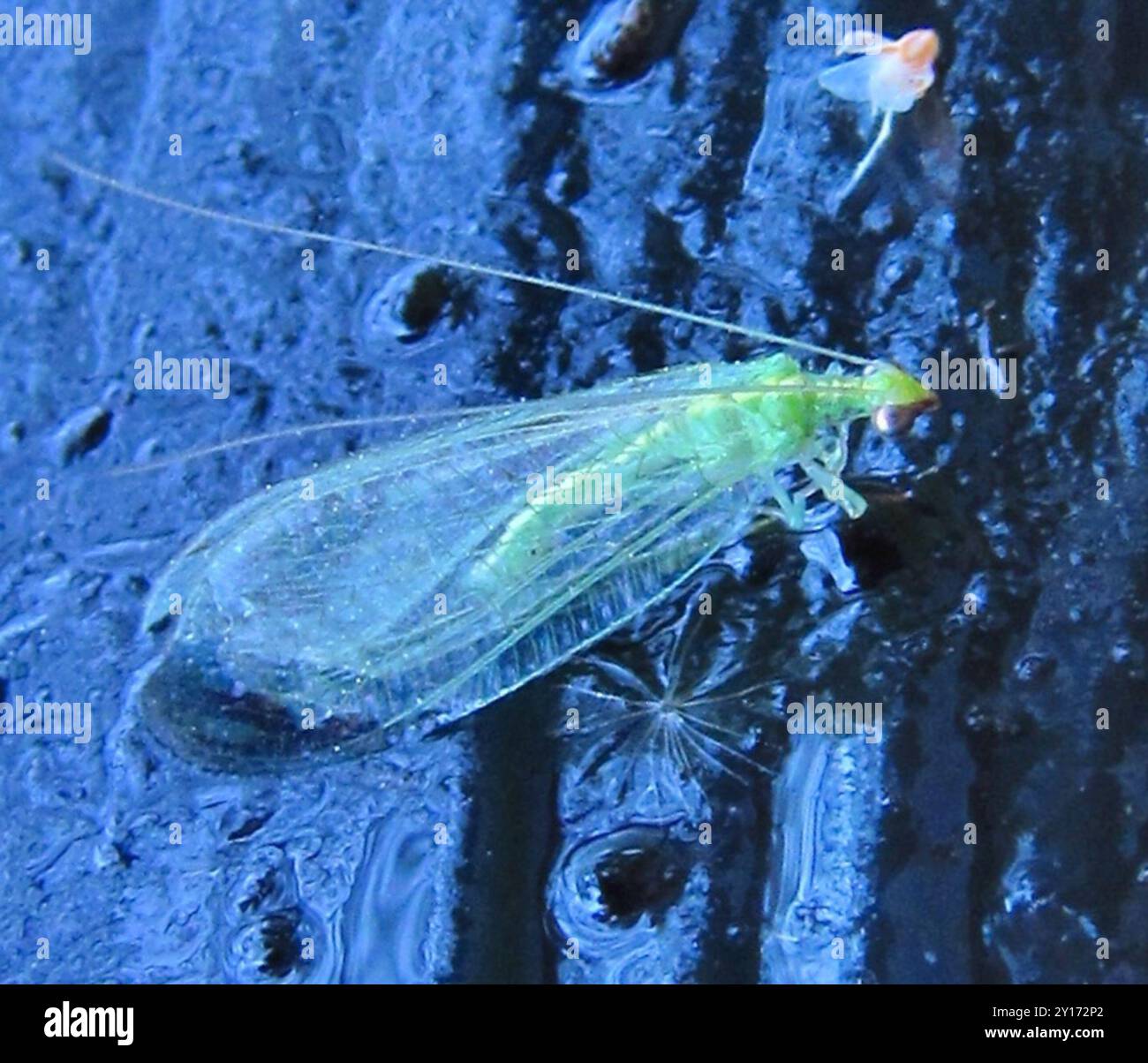 Red-lipped Green Lacewing (Chrysoperla rufilabris) Insecta Stock Photo ...