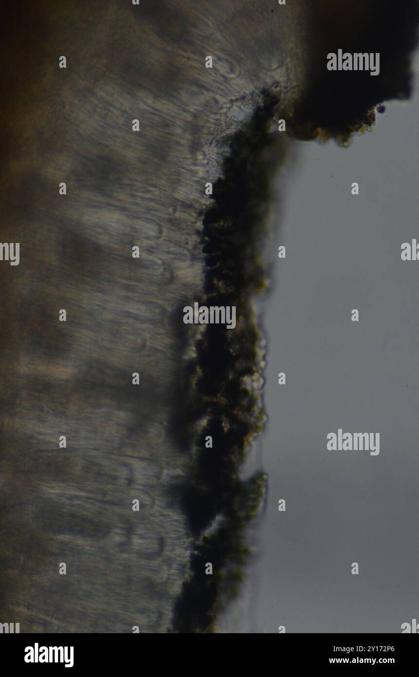 (Lopadium disciforme) Fungi Stock Photo - Alamy