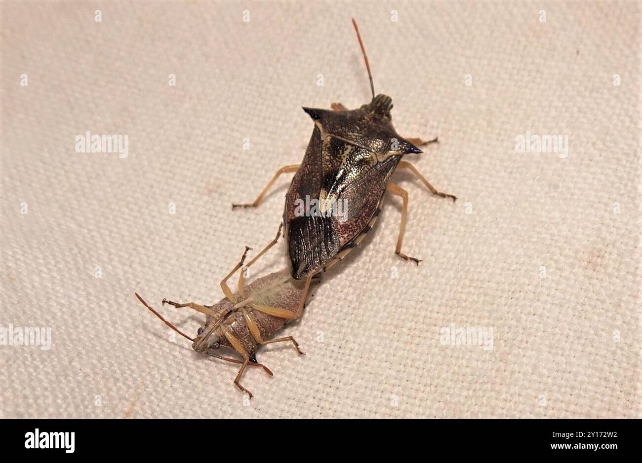 Schellenberg's soldier bug (Oechalia schellenbergii) Insecta Stock ...