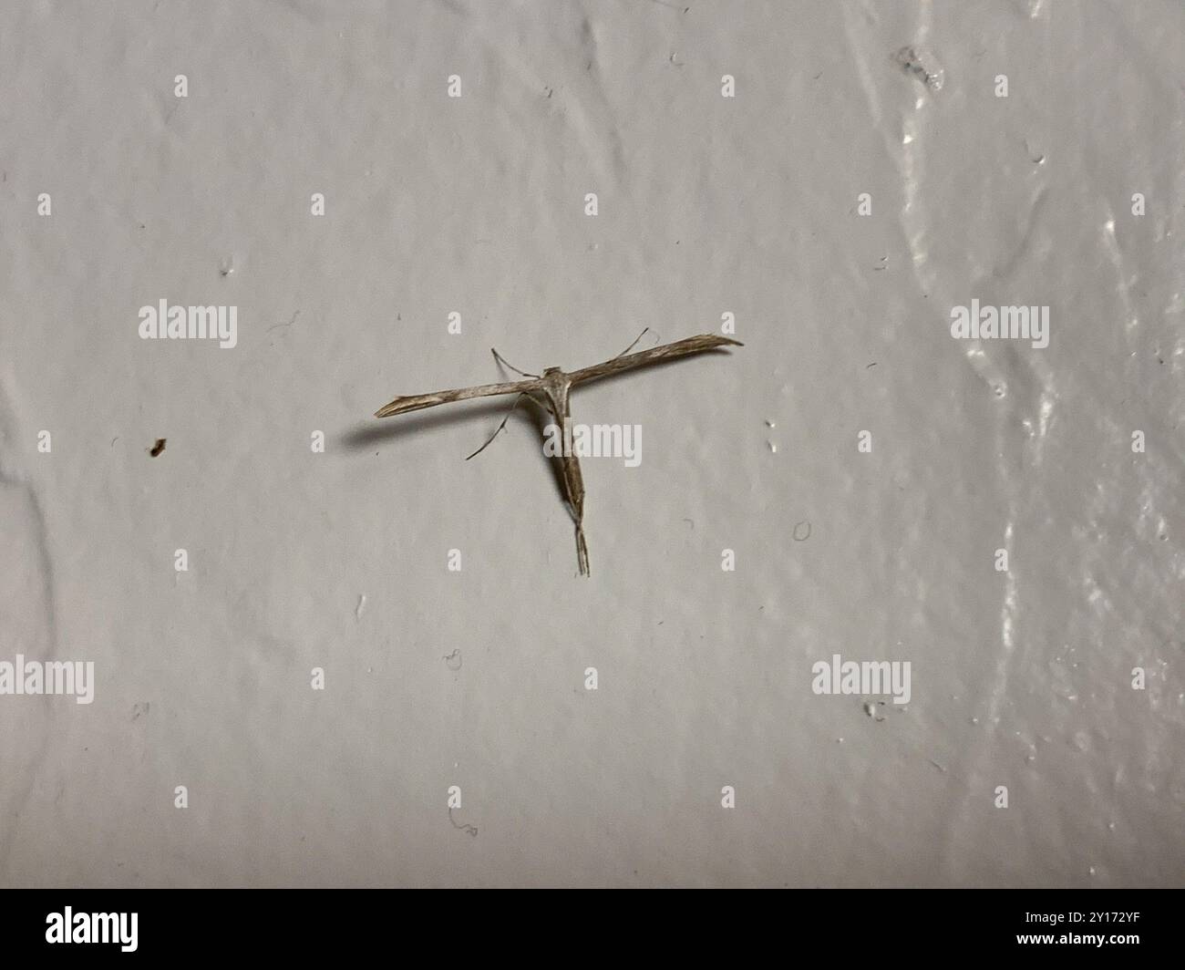 Morning-glory Plume Moth (Emmelina monodactyla) Insecta Stock Photo - Alamy