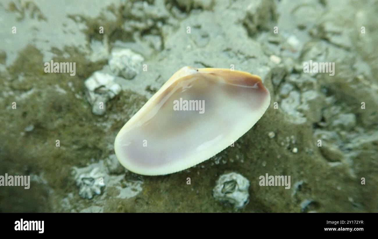 Bean Clams (Donacidae) Mollusca Stock Photo - Alamy