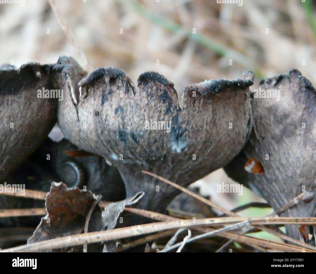 devil's urn (Urnula craterium) Fungi Stock Photo - Alamy