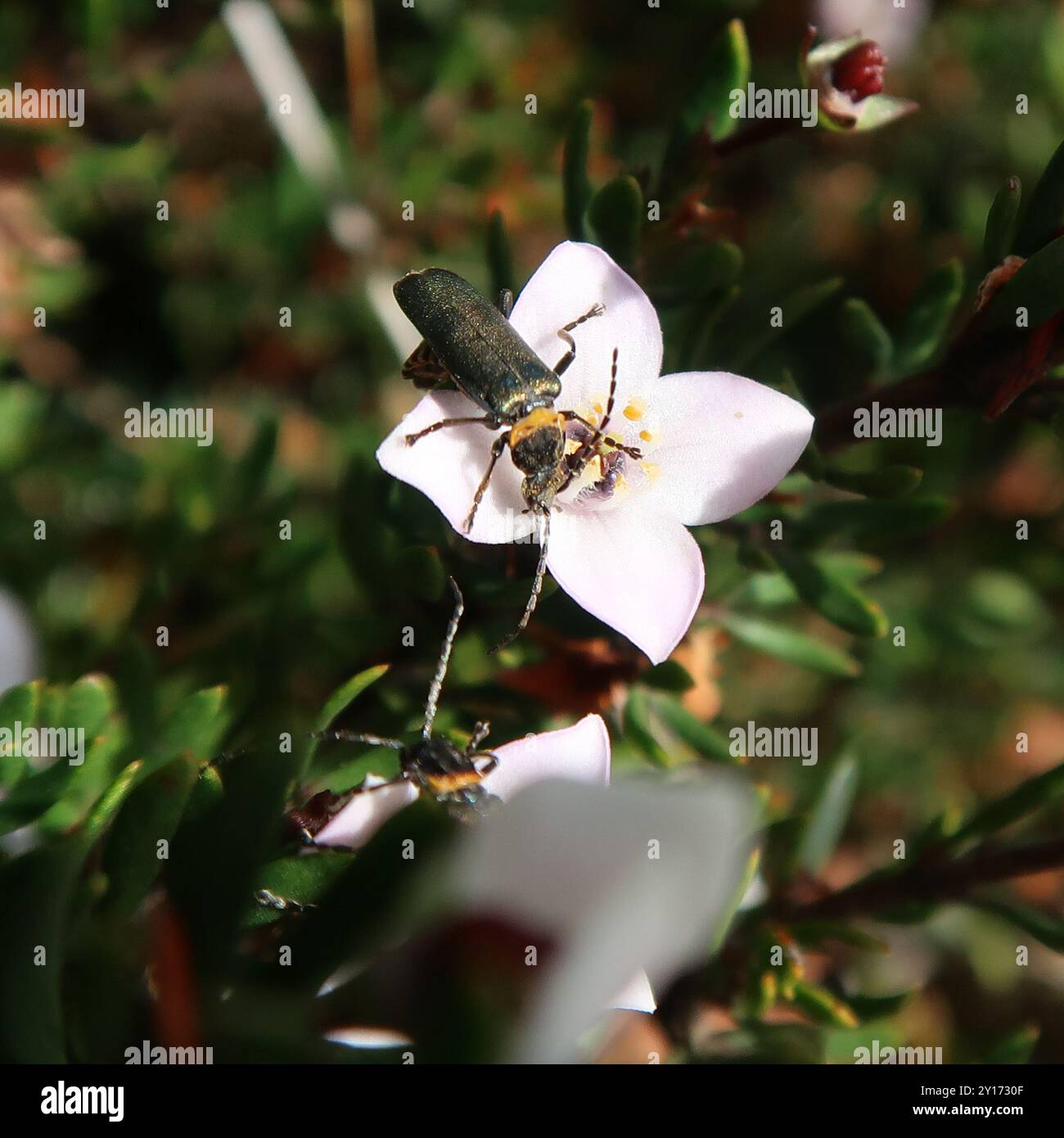 Plague Soldier Beetle (Chauliognathus lugubris) Insecta Stock Photo - Alamy