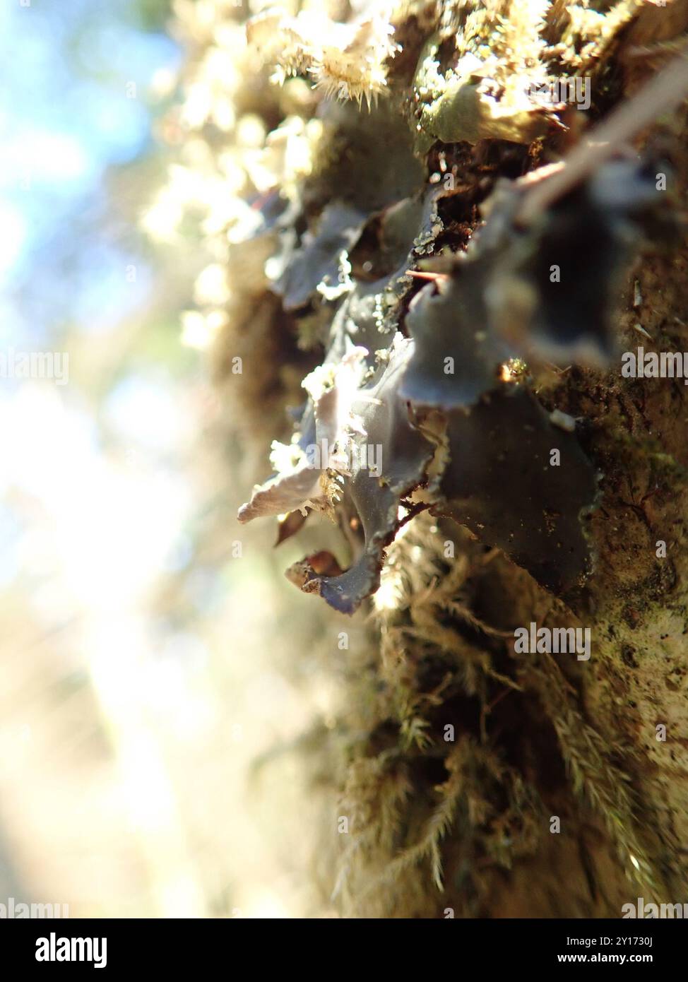 Blacksaddle pelt lichen (Peltigera neckeri) Fungi Stock Photo - Alamy