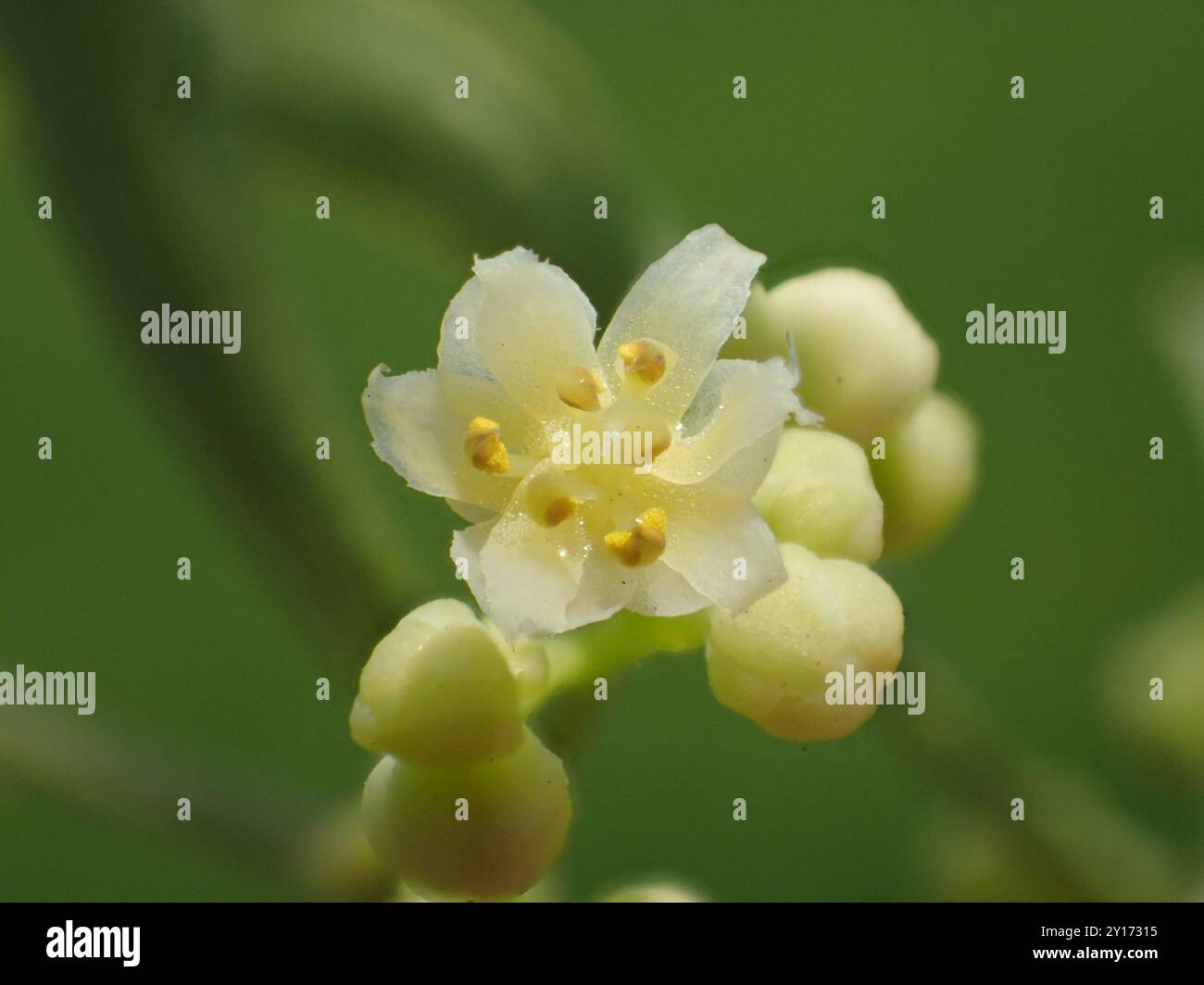 queen coralbead (Nephroia orbiculata) Plantae Stock Photo - Alamy