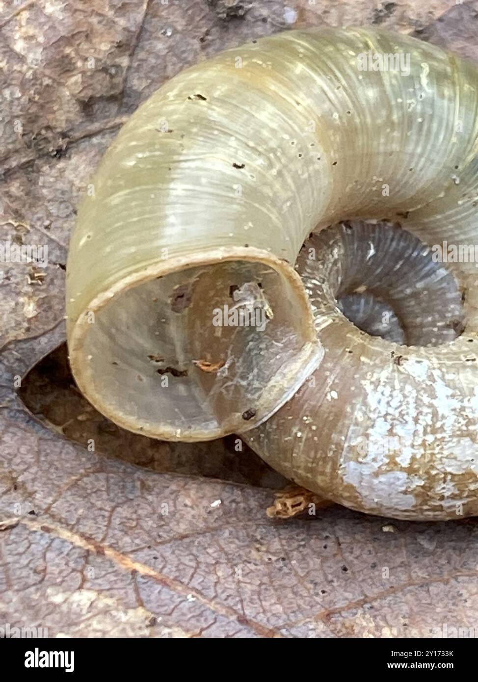 Gray-foot Lancetooth Snail (Haplotrema concavum) Mollusca Stock Photo - Alamy