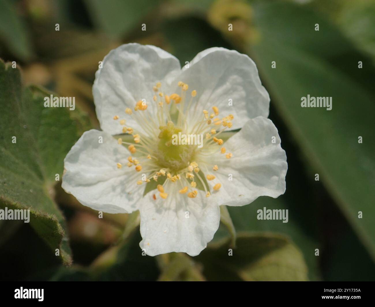 calabur tree (Muntingia calabura) Plantae Stock Photo - Alamy