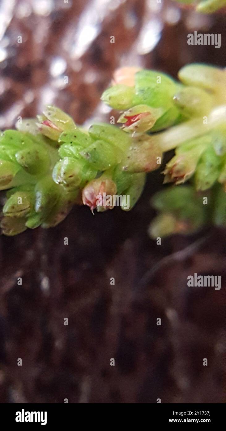 sand pygmyweed (Crassula connata) Plantae Stock Photo - Alamy