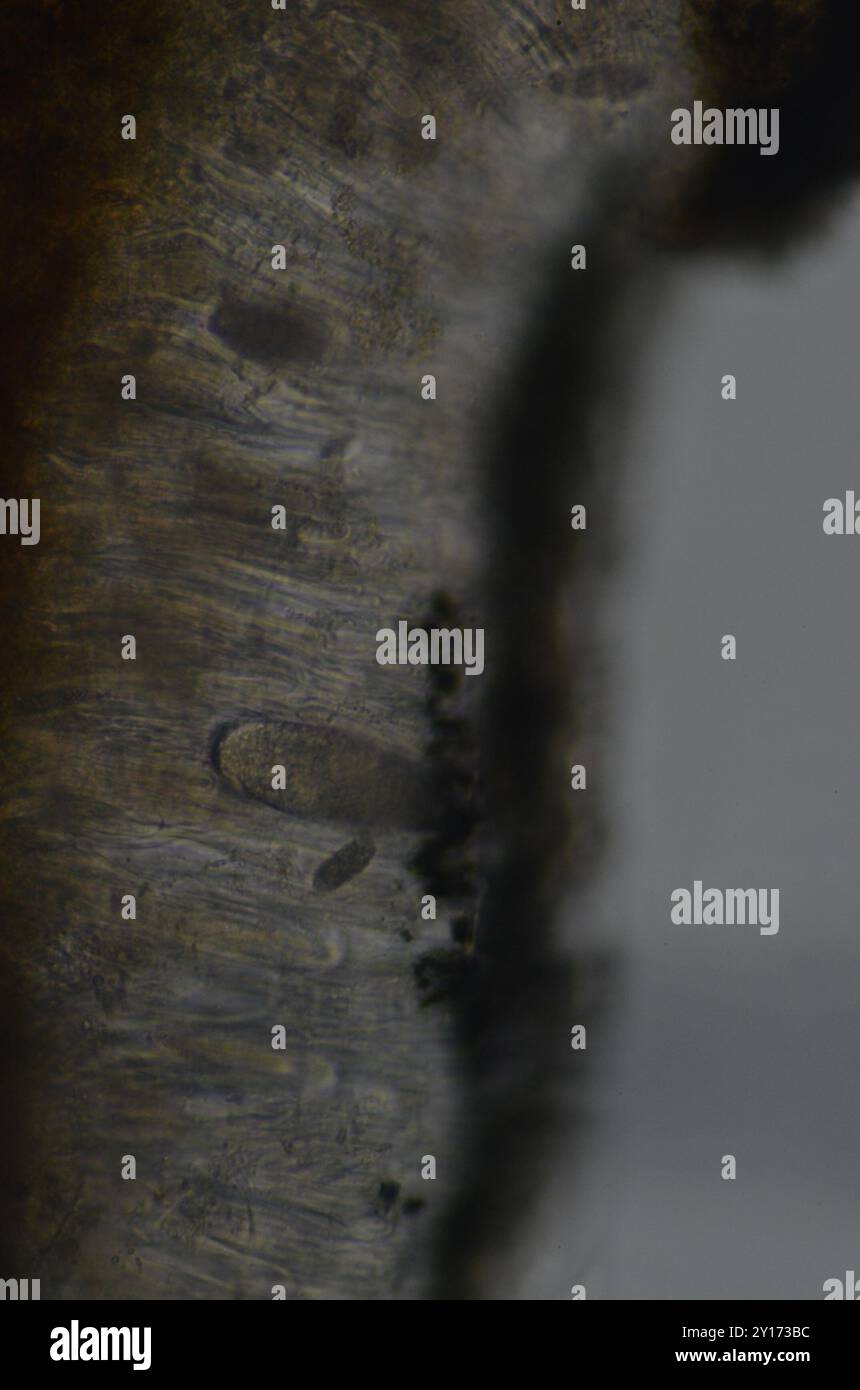 (Lopadium disciforme) Fungi Stock Photo - Alamy