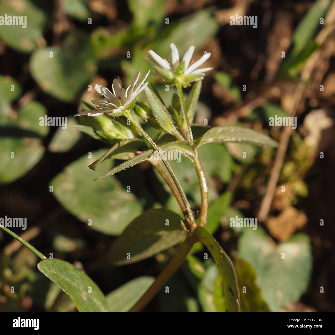 star chickweed (Stellaria pubera) Plantae Stock Photo - Alamy