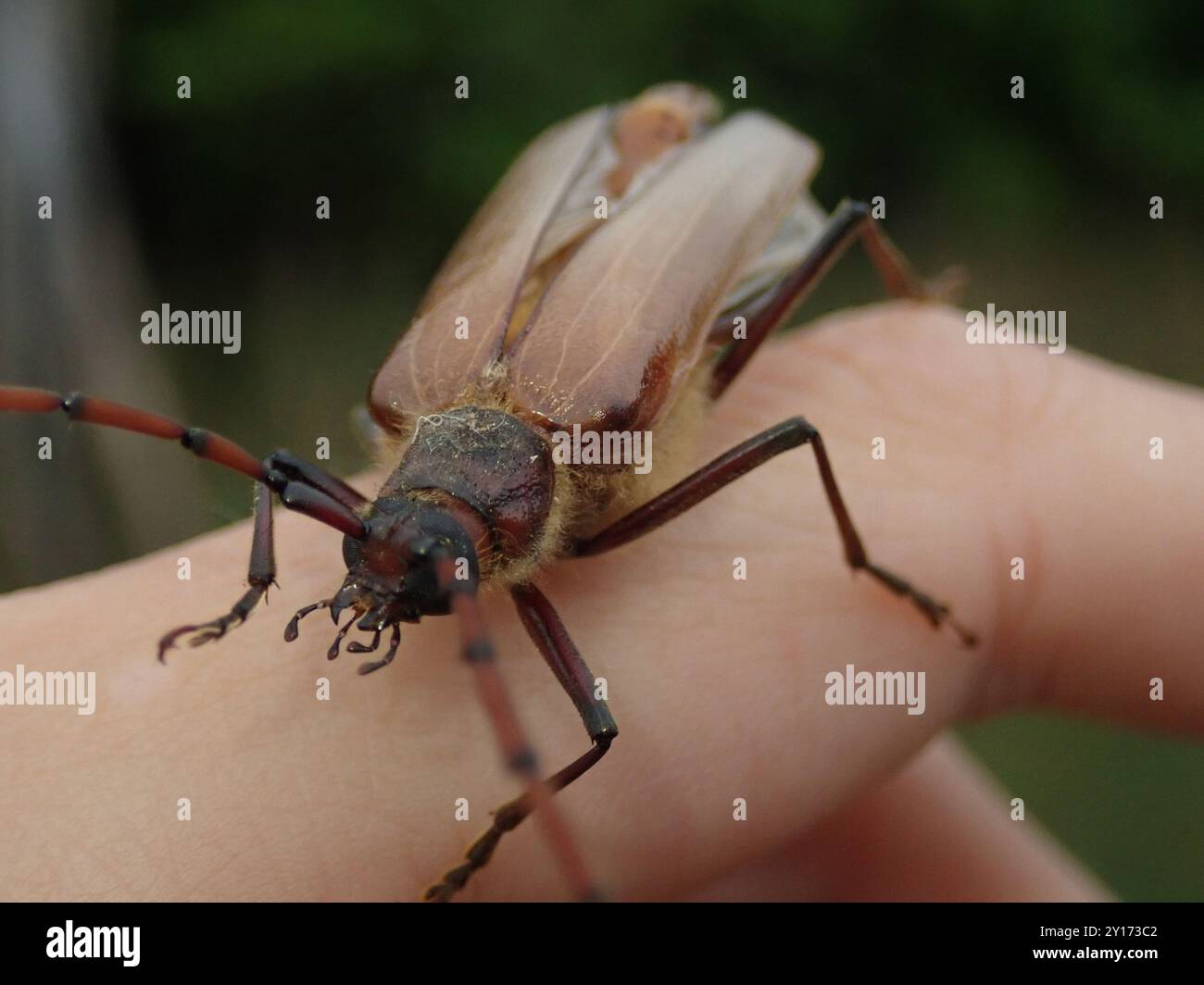 Kanuka Longhorn (Ochrocydus huttoni) Insecta Stock Photo - Alamy
