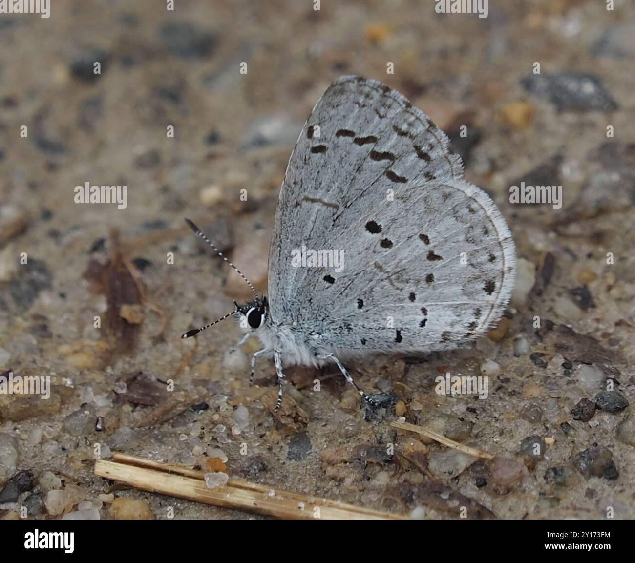 Spring Azure (Celastrina ladon) Insecta Stock Photo - Alamy