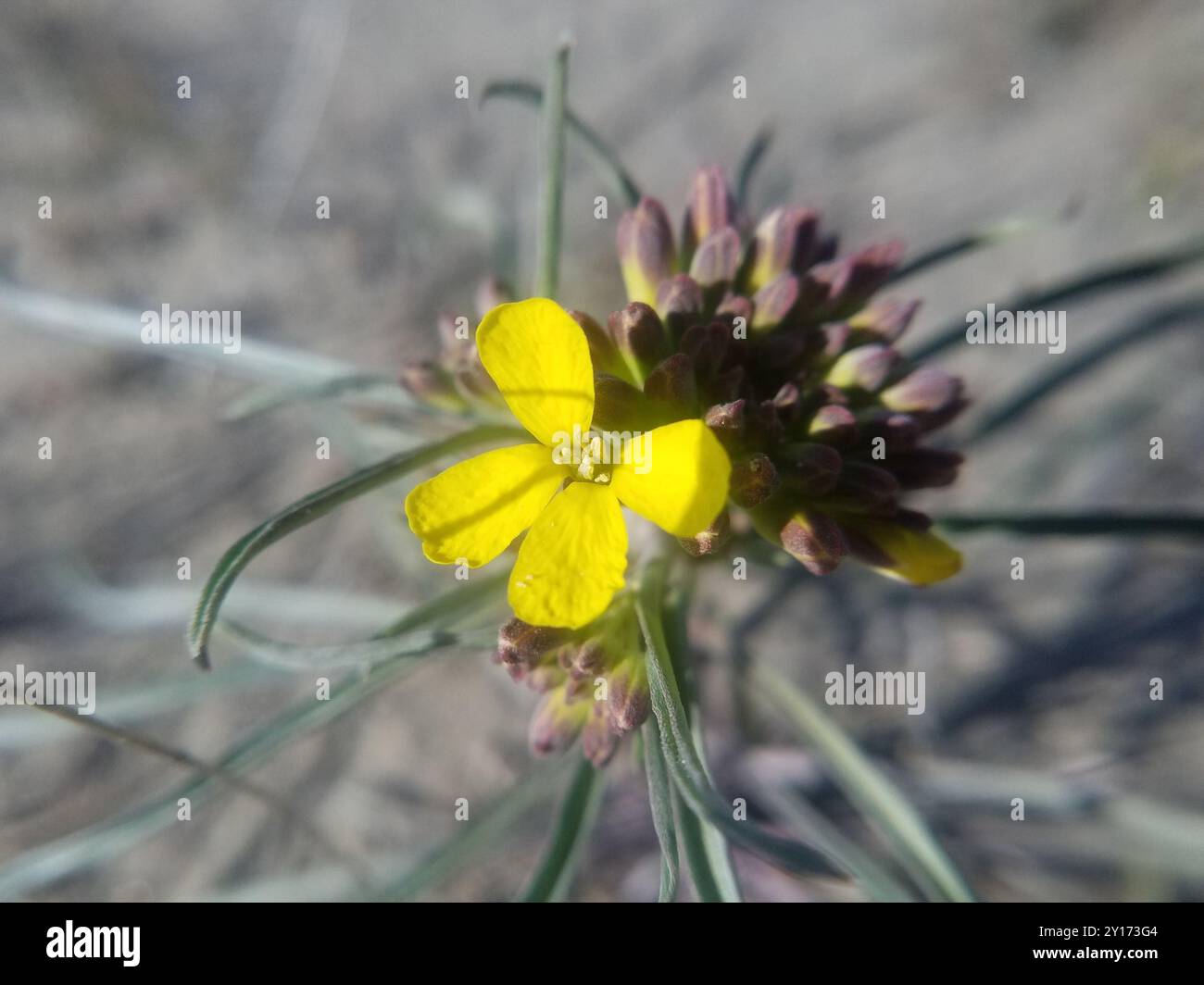 Prairie-rocket Wallflower (Erysimum asperum) Plantae Stock Photo - Alamy