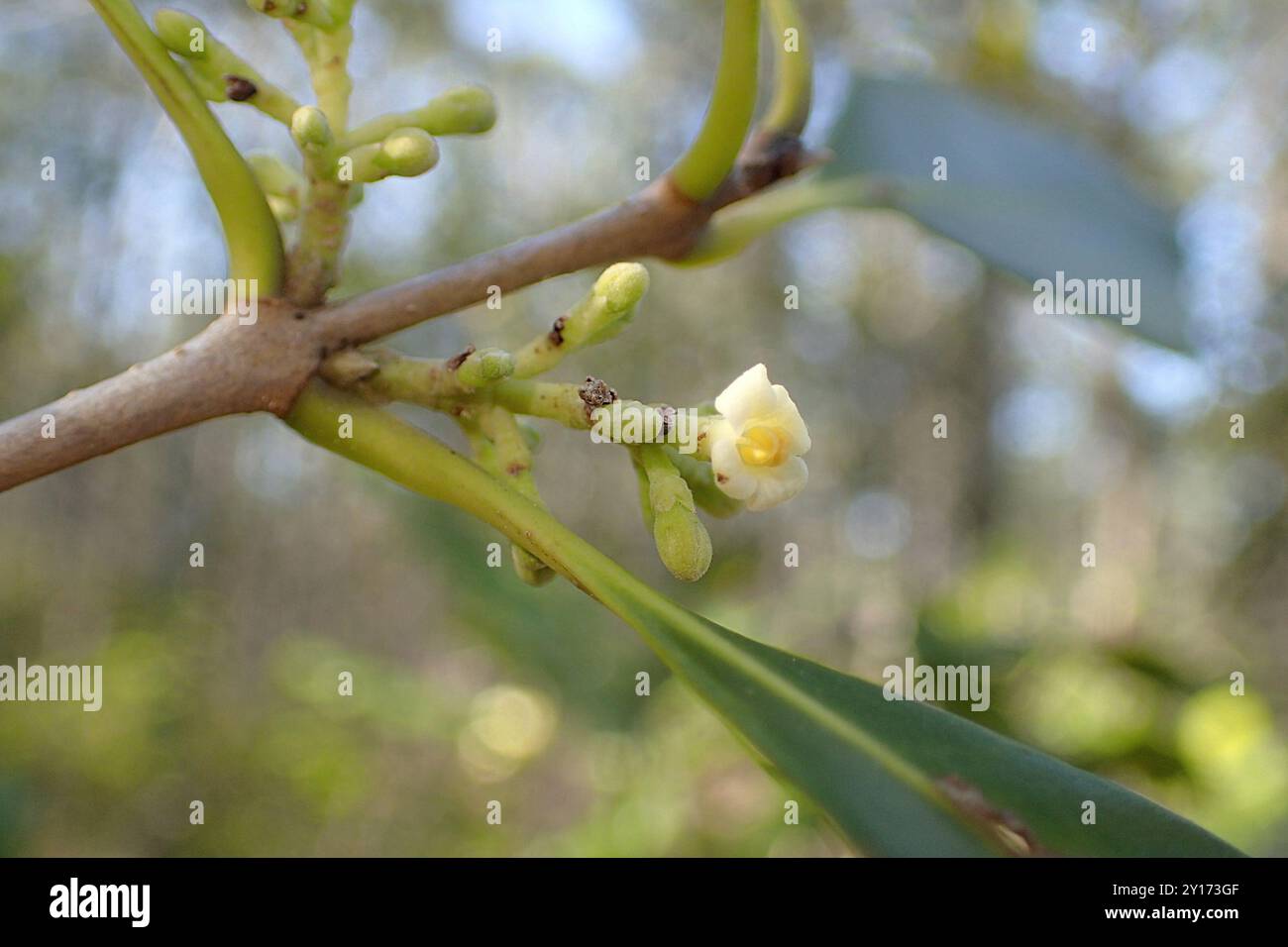 American olive (Cartrema americana) Plantae Stock Photo - Alamy