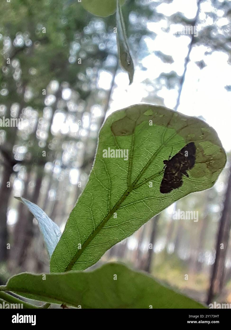 Yellow-spotted Webworm Moth (Anageshna primordialis) Insecta Stock ...
