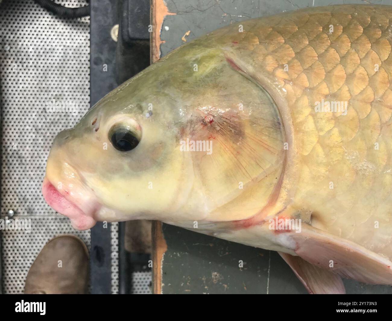 Smallmouth Buffalo (Ictiobus bubalus) Actinopterygii Stock Photo - Alamy