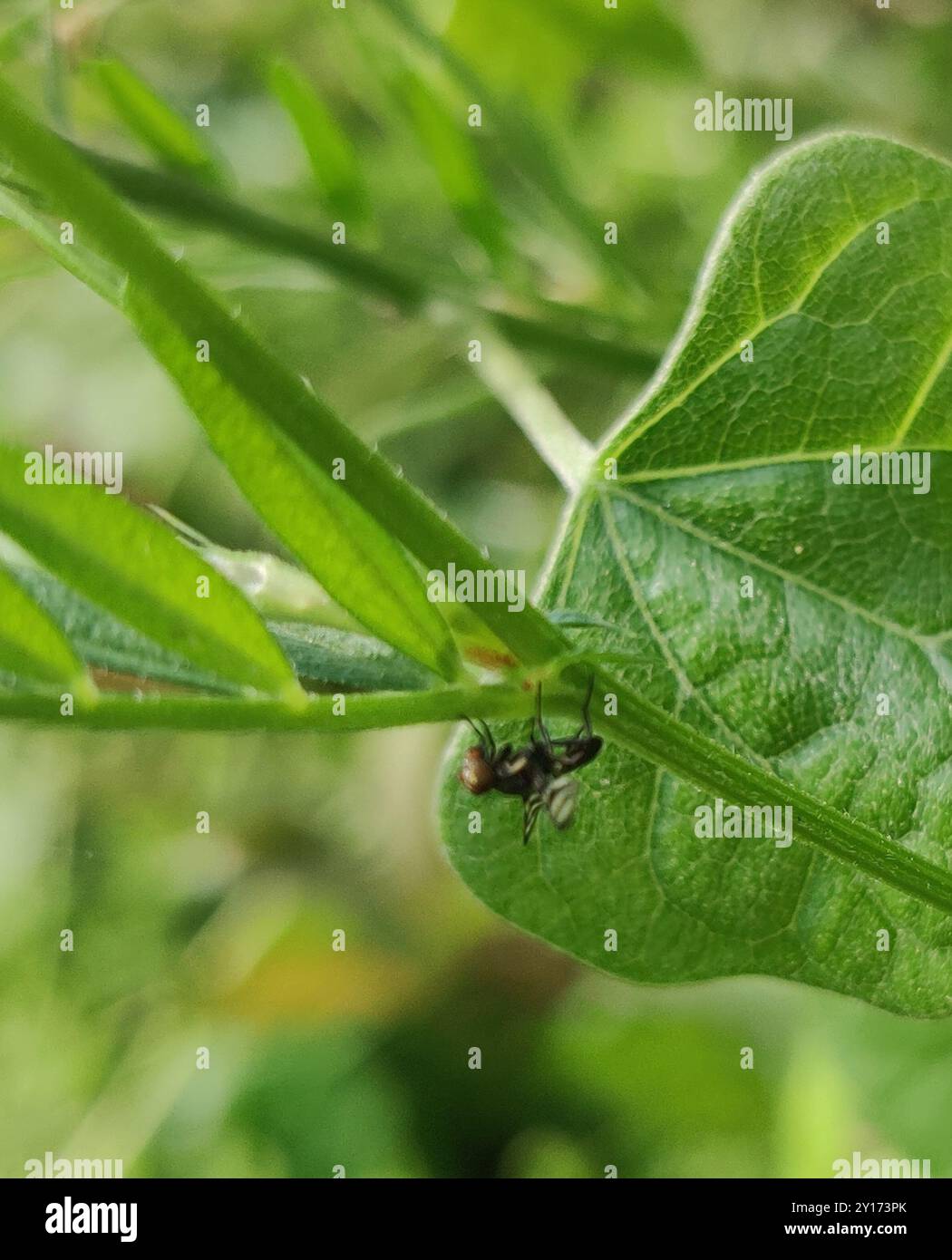 Banded-wing Flies (Chaetopsis) Insecta Stock Photo - Alamy