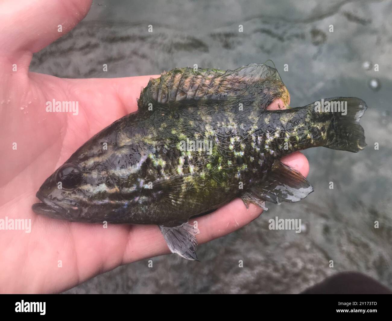 Warmouth (Lepomis gulosus) Actinopterygii Stock Photo - Alamy
