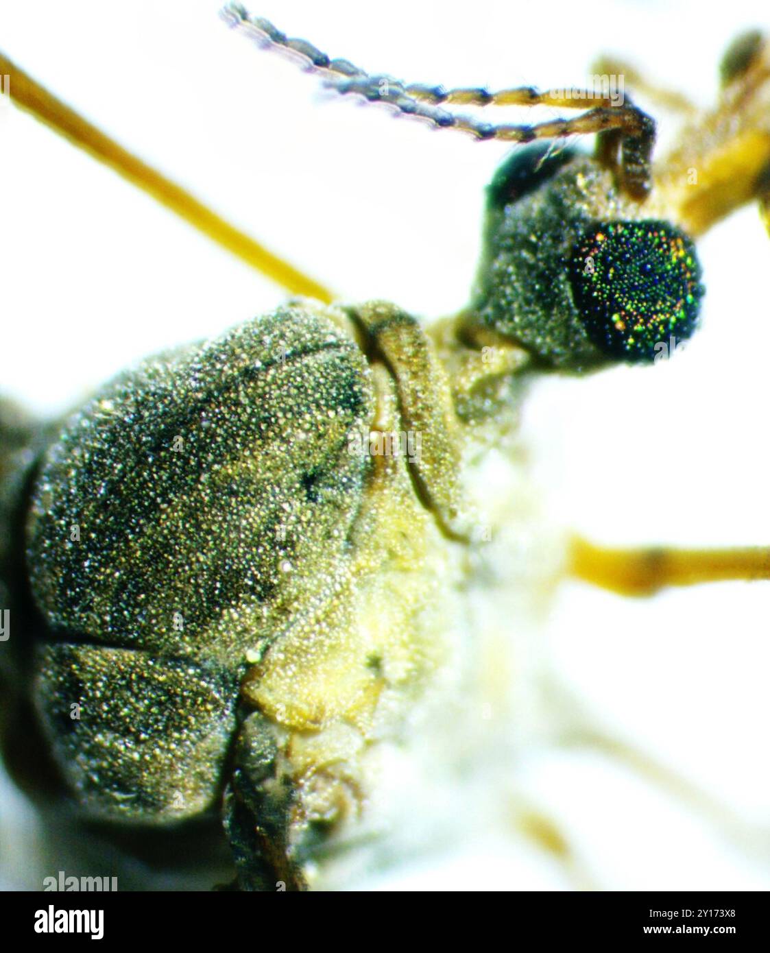 (Tipula caloptera) Insecta Stock Photo - Alamy