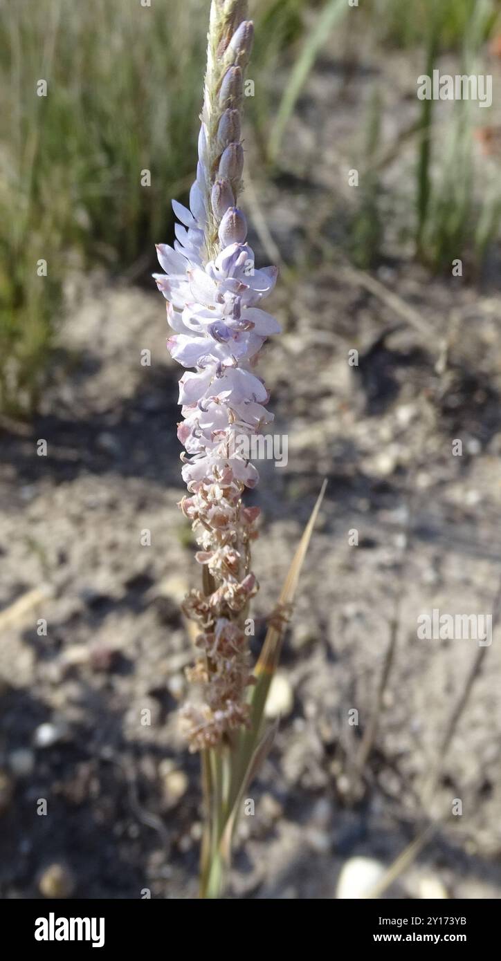 Needleleaf Combflower (Micranthus plantagineus) Plantae Stock Photo - Alamy
