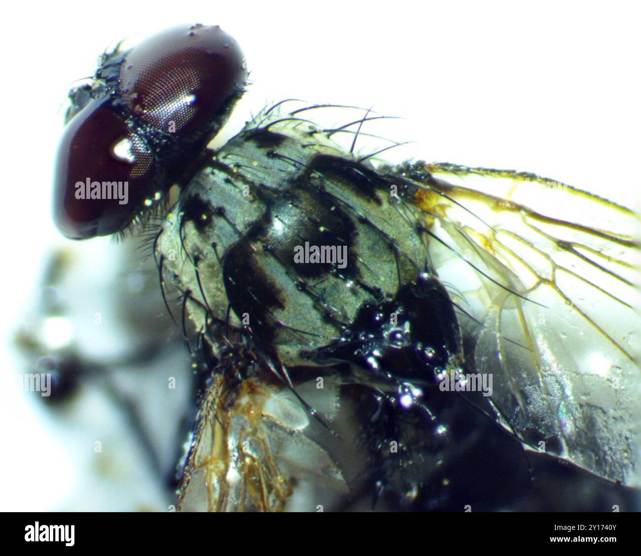 Anthomyia procellaris hi-res stock photography and images - Alamy