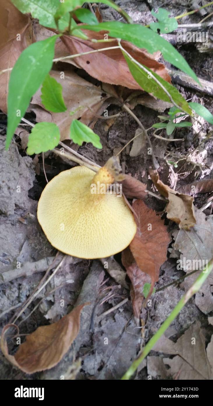 ash-tree bolete (Boletinellus merulioides) Fungi Stock Photo - Alamy