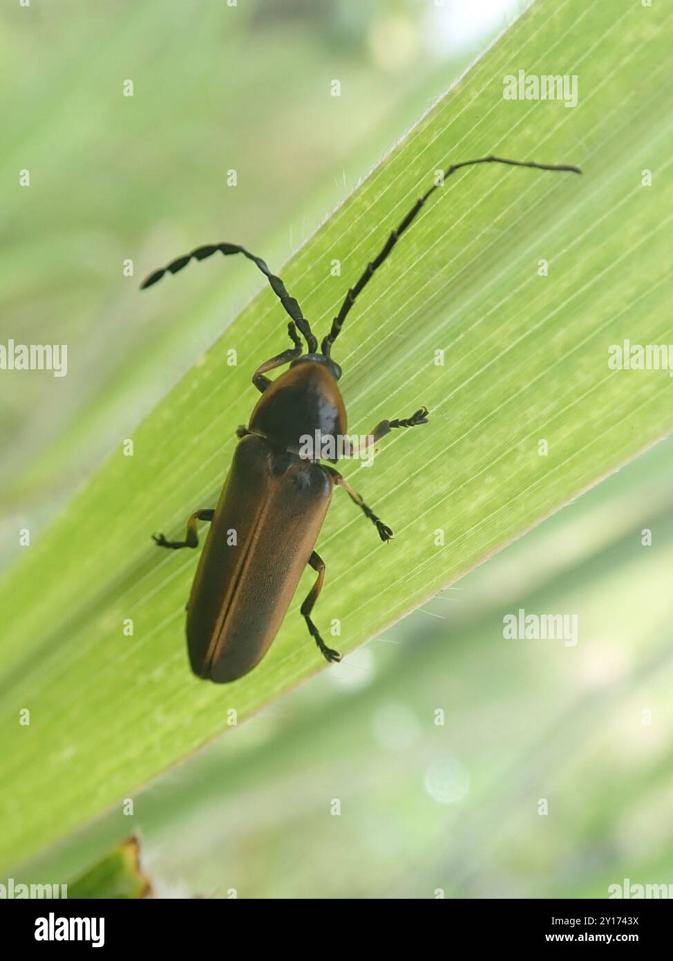 Fireflies (Lampyridae) Insecta Stock Photo - Alamy