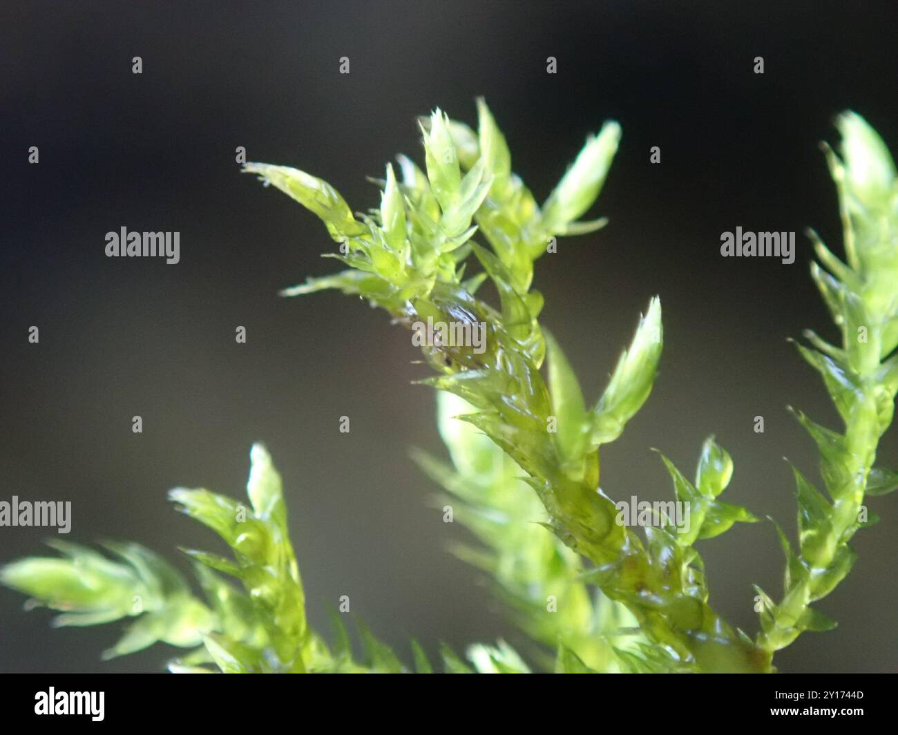 Waterside Feather Moss (Brachythecium rivulare) Plantae Stock Photo - Alamy