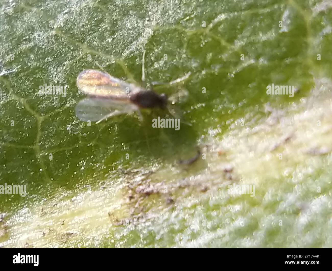 Biting Midges (Ceratopogonidae) Insecta Stock Photo - Alamy