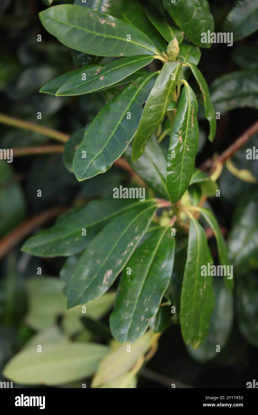 Common Rhododendron (Rhododendron ponticum) Plantae Stock Photo - Alamy