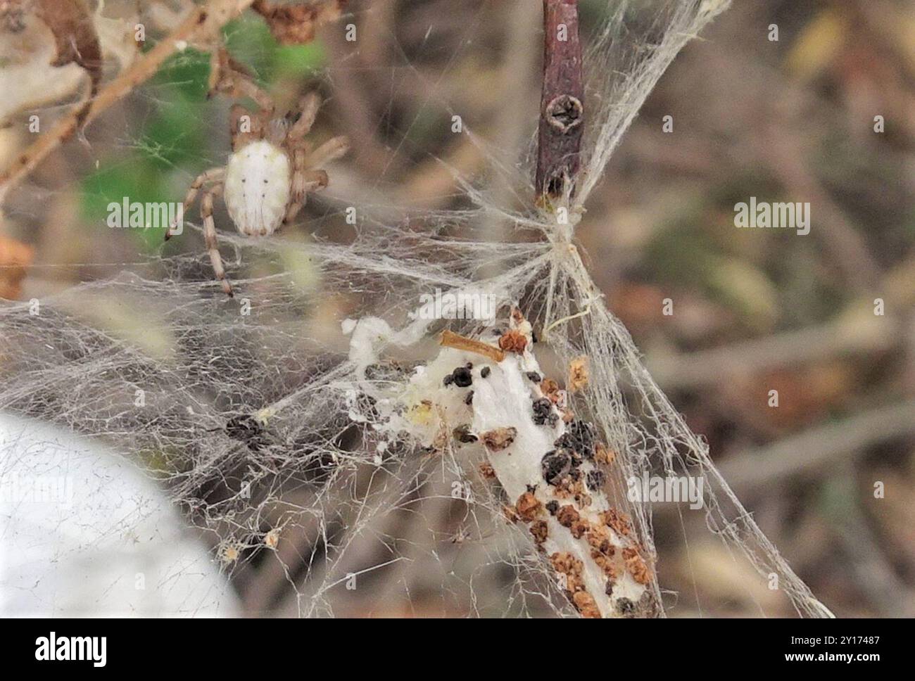 Russian spider hi-res stock photography and images - Alamy
