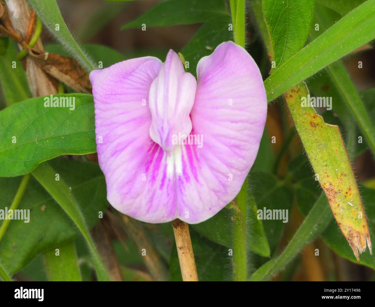 Sentro (Centrosema pubescens) Plantae Stock Photo - Alamy