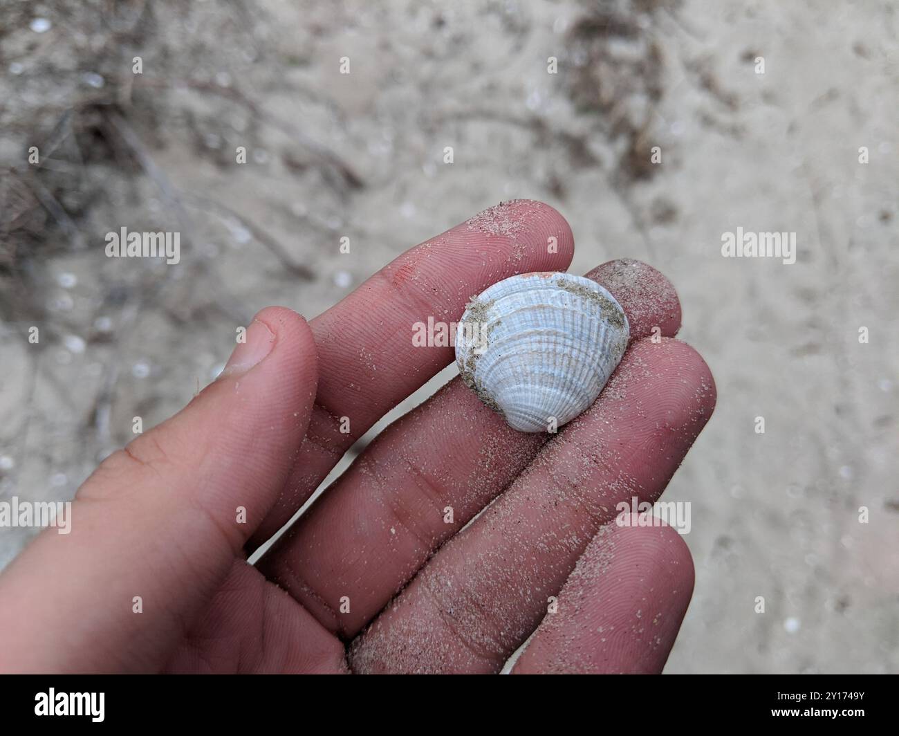 Cross-barred Venus (Chione elevata) Mollusca Stock Photo - Alamy