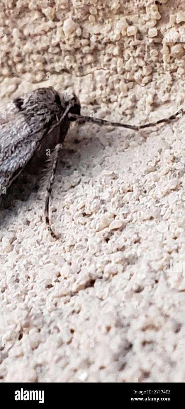 Spring Cankerworm Moth (Paleacrita vernata) Insecta Stock Photo - Alamy