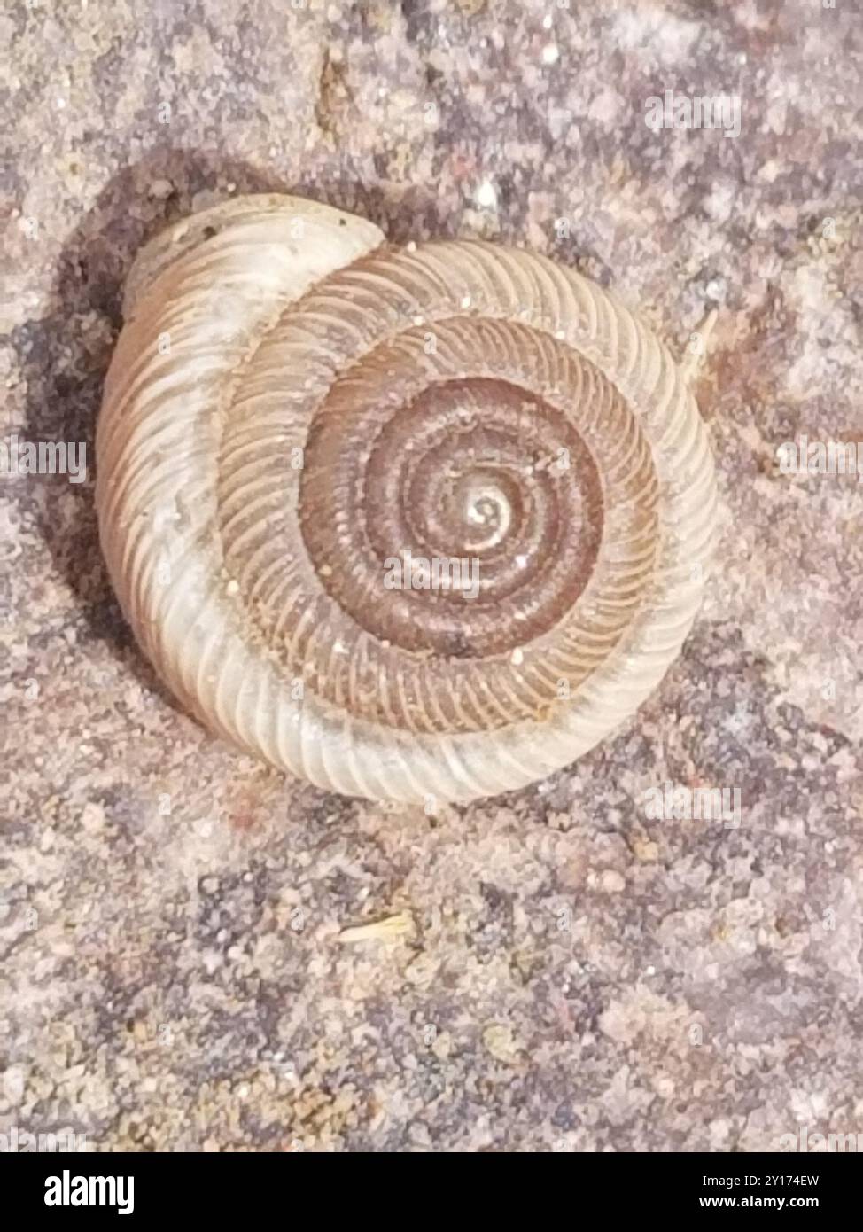 Southern Flatcoil (Polygyra cereolus) Mollusca Stock Photo - Alamy