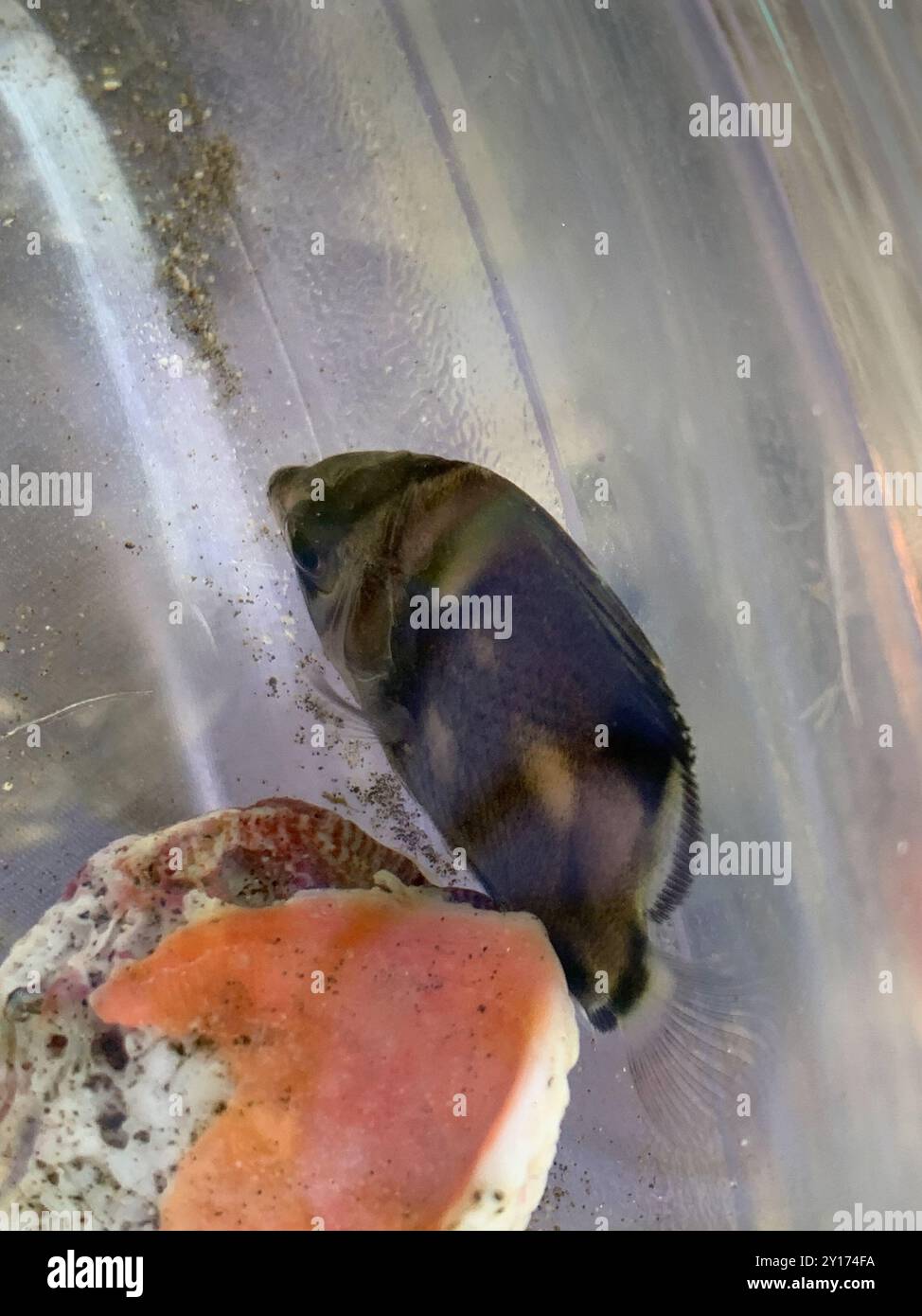 Threebanded Butterflyfish (Chaetodon humeralis) Actinopterygii Stock ...