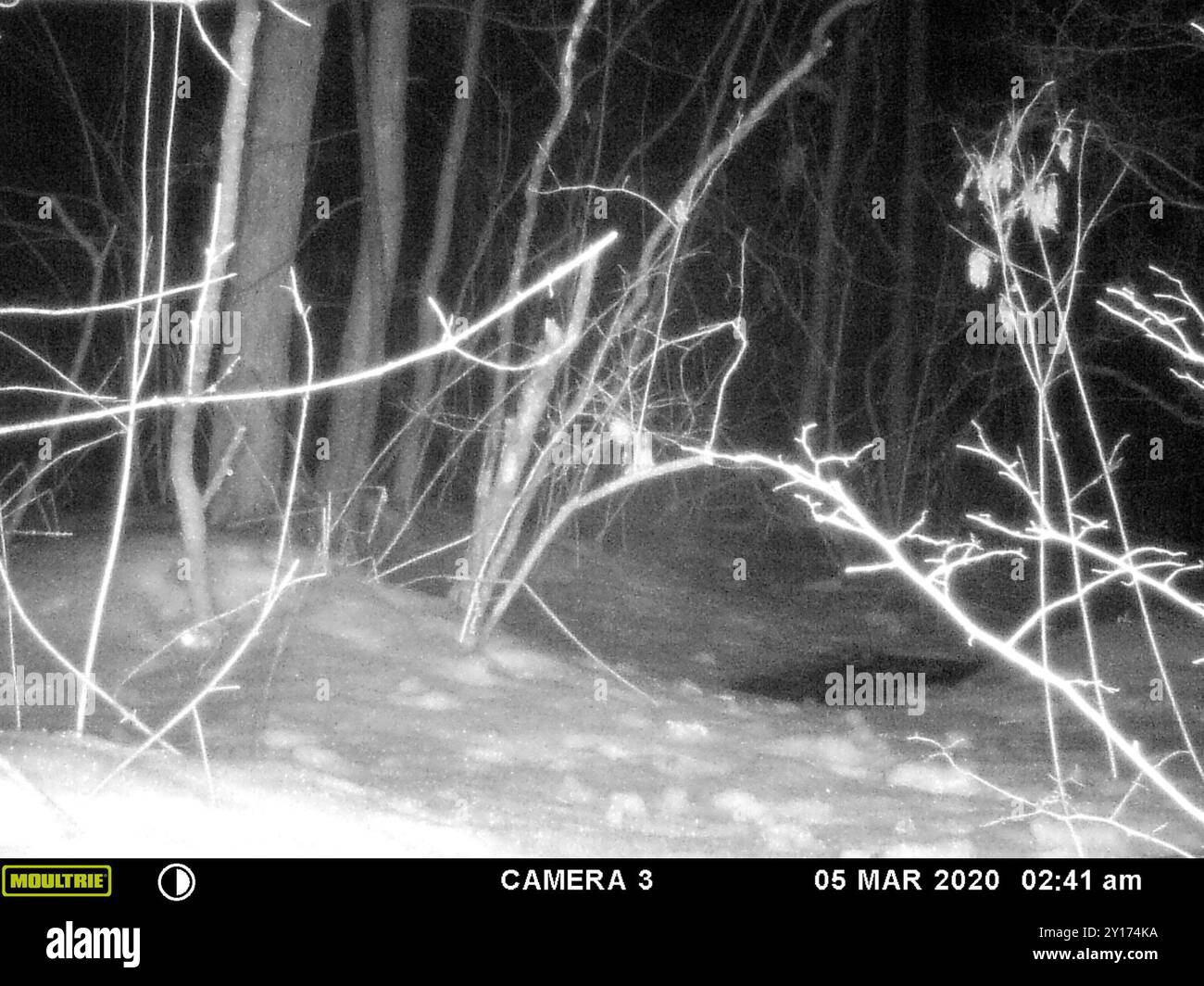 Mice, Rats, and Hamsters (Myomorpha) Mammalia Stock Photo - Alamy