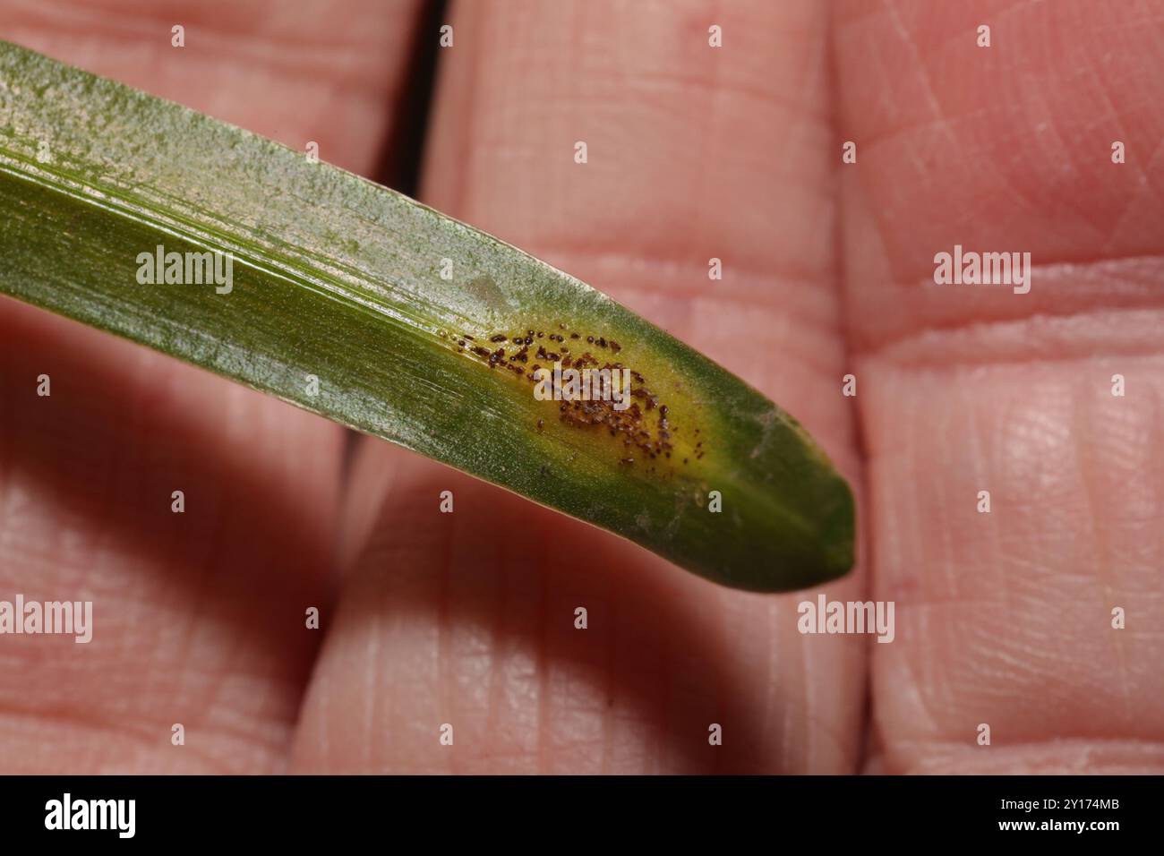Bluebell rust (Uromyces hyacinthi) Fungi Stock Photo - Alamy