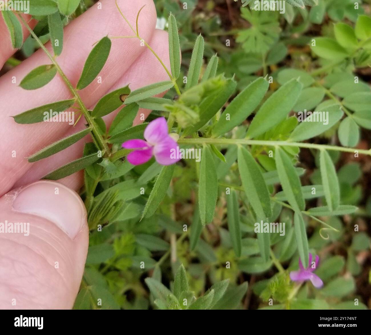 Common Vetch (Vicia sativa) Plantae Stock Photo - Alamy